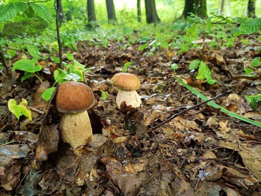 Sezon na grzyby w lubelskich lasach rozpoczęty. Wiemy, gdzie sypnęło grzybami!